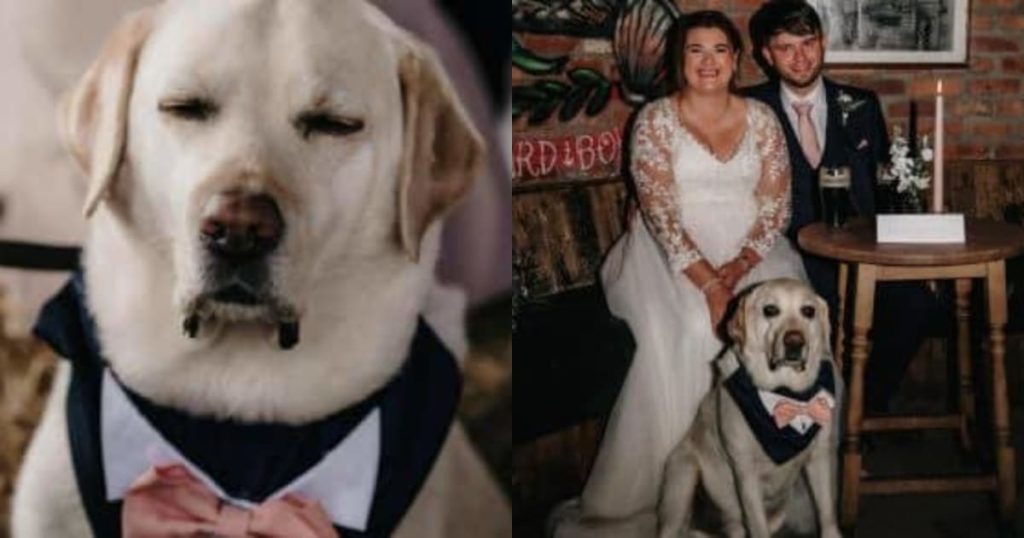 Heartwarming Wedding Celebration Featuring a Rescue Dog as the Beloved ...